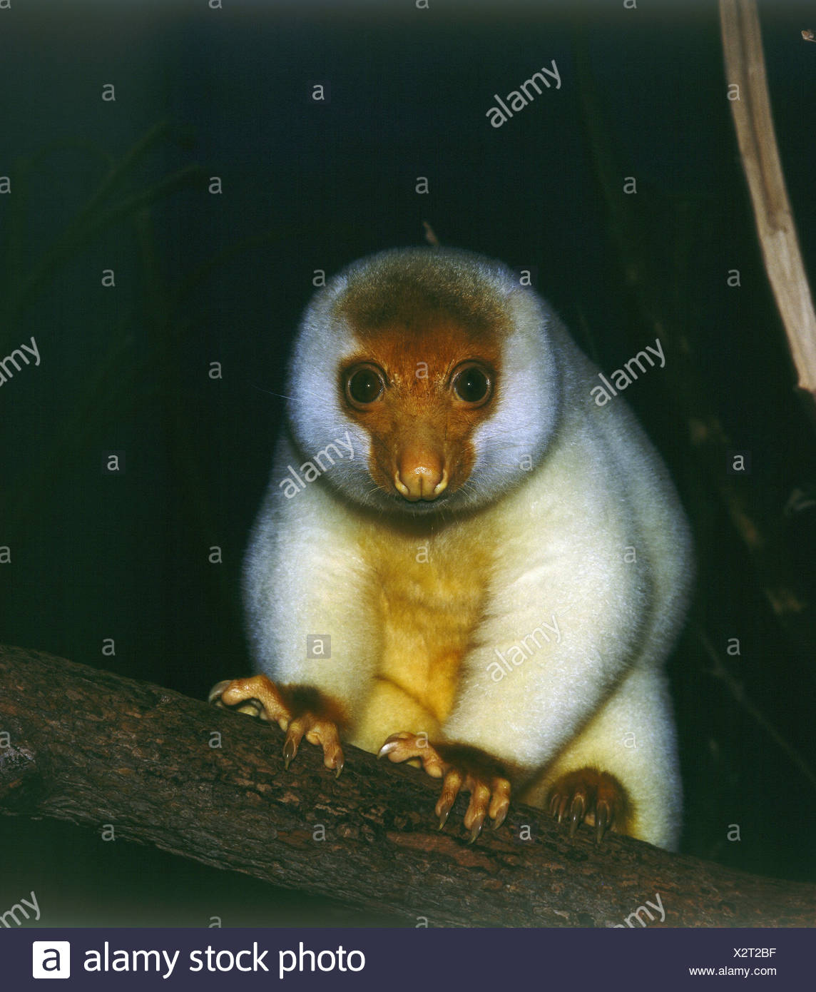 Spilocuscus Stock Photos & Spilocuscus Stock Images - Alamy