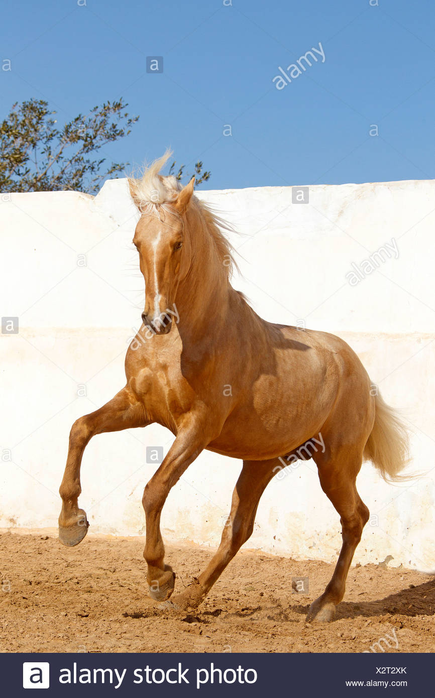 Rearing Horse Palomino High Resolution Stock Photography and Images - Alamy