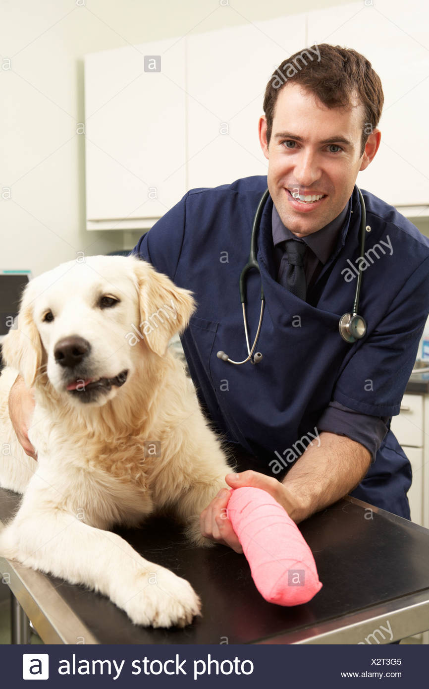 Injured Dog High Resolution Stock Photography and Images - Alamy