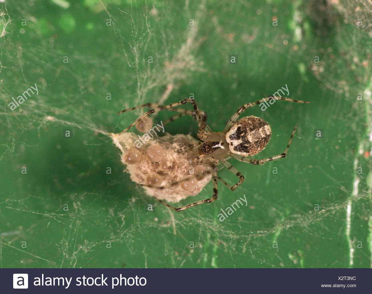 Spider Egg Sac Uk Stock Photos & Spider Egg Sac Uk Stock Images - Alamy