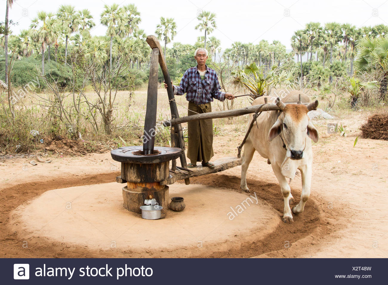 Palm Oil Mill Stock Photos & Palm Oil Mill Stock Images - Alamy