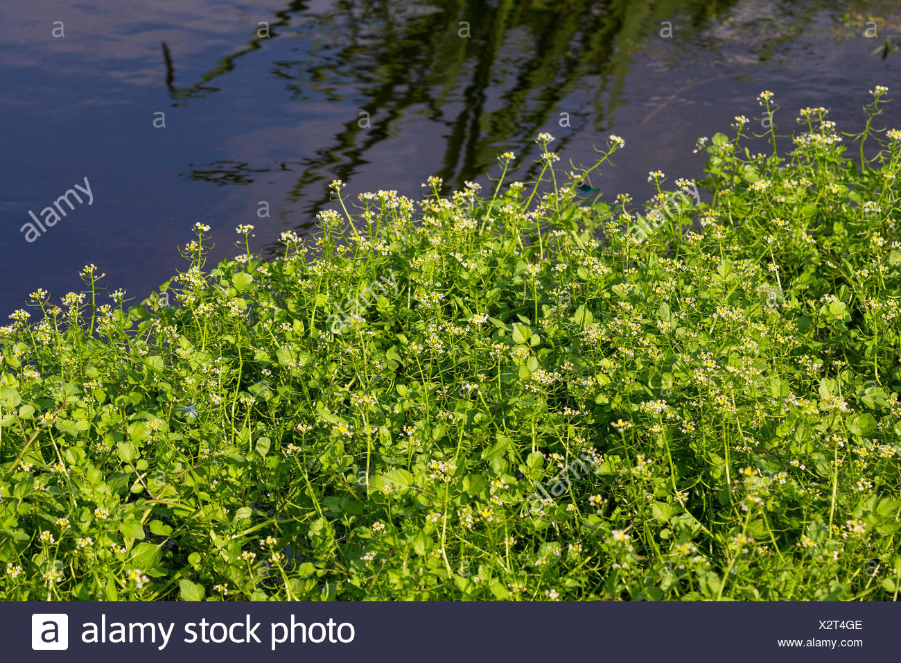 Wild Watercress Stock Photos & Wild Watercress Stock Images - Alamy