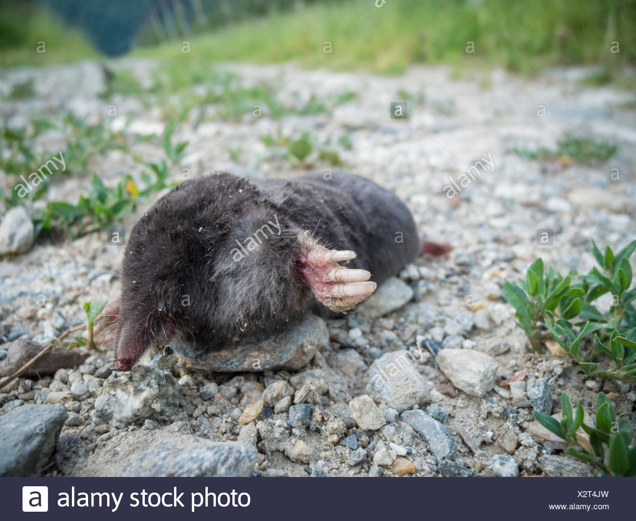 Mole Underground Stock Photos & Mole Underground Stock Images - Alamy