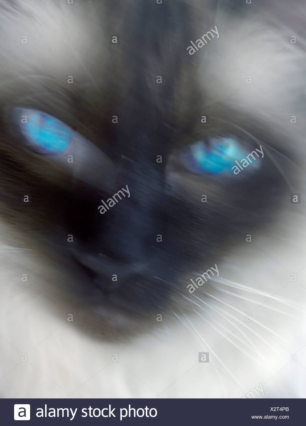 Menacing Feline High Resolution Stock Photography and Images - Alamy