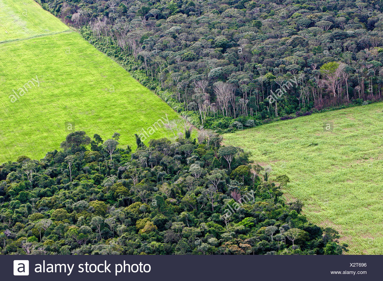 Brazil Soy Rainforest High Resolution Stock Photography and Images - Alamy