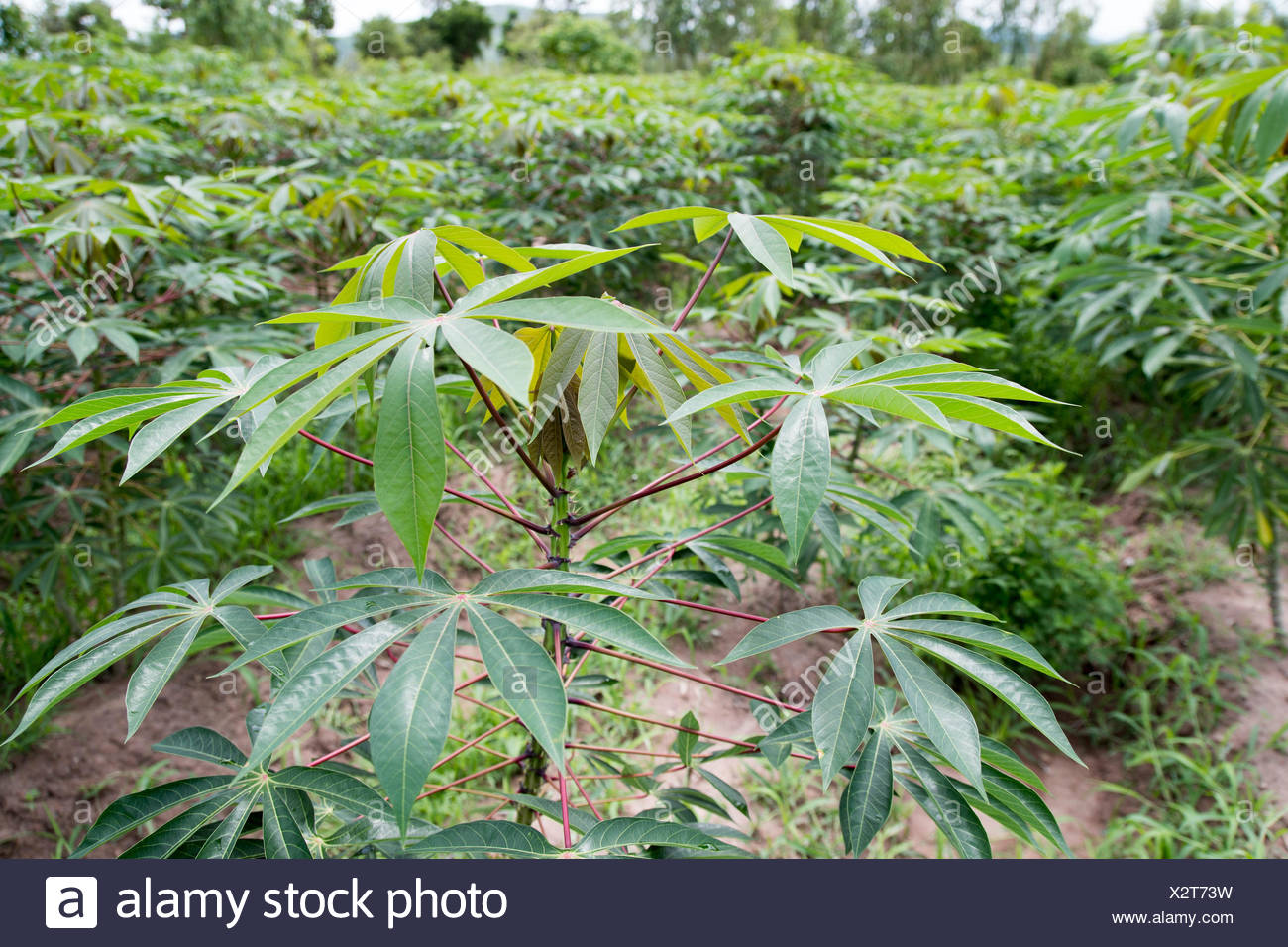 Cassava Tree High Resolution Stock Photography and Images - Alamy