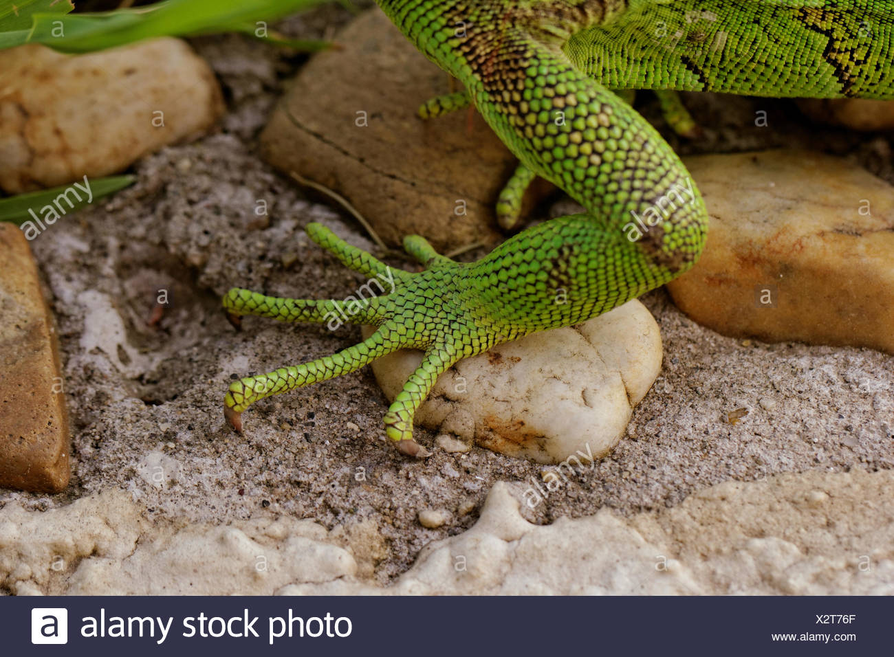 Lizard Feet High Resolution Stock Photography and Images - Alamy