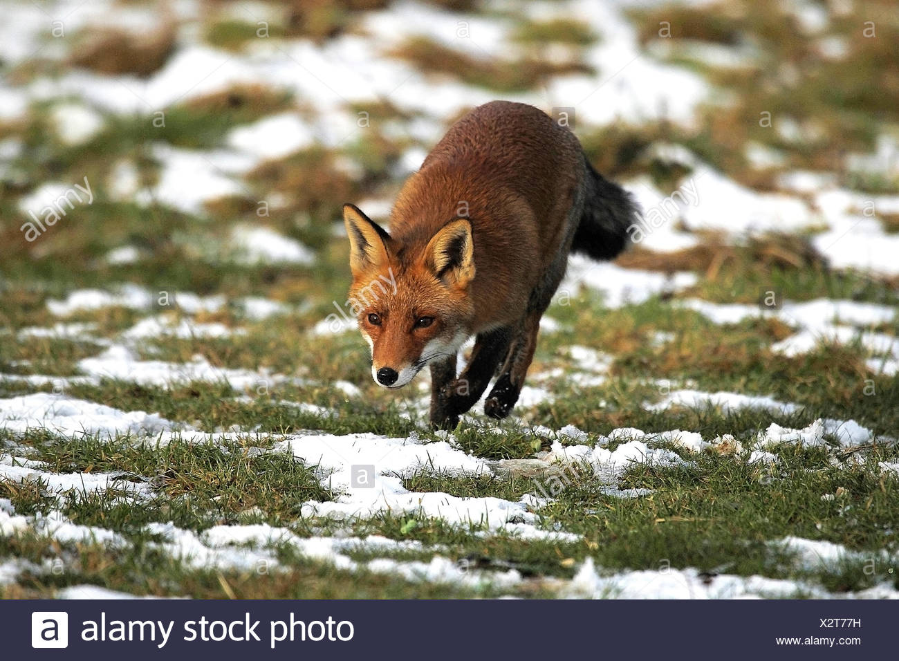 Red Fox Vulpes Vulpes In Grass Stalking Prey South