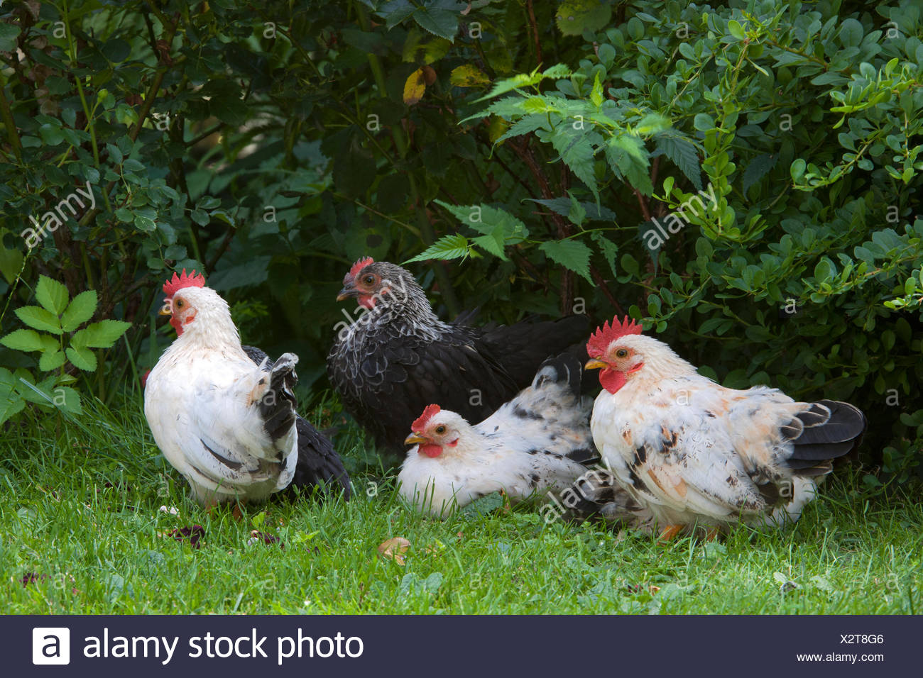 Animal Bantam Bird High Resolution Stock Photography and Images - Alamy