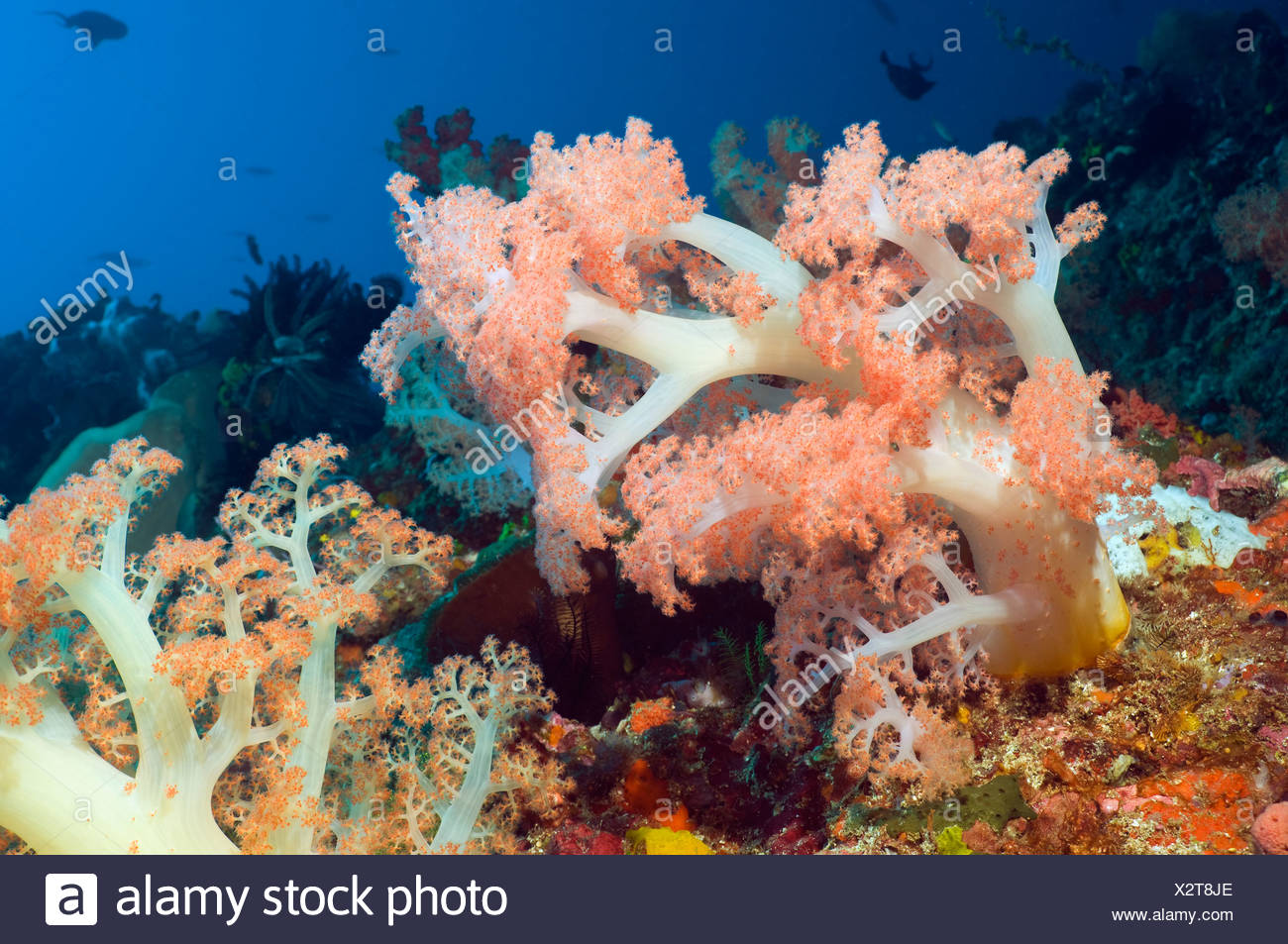 Soft Coral Tree High Resolution Stock Photography and Images - Alamy