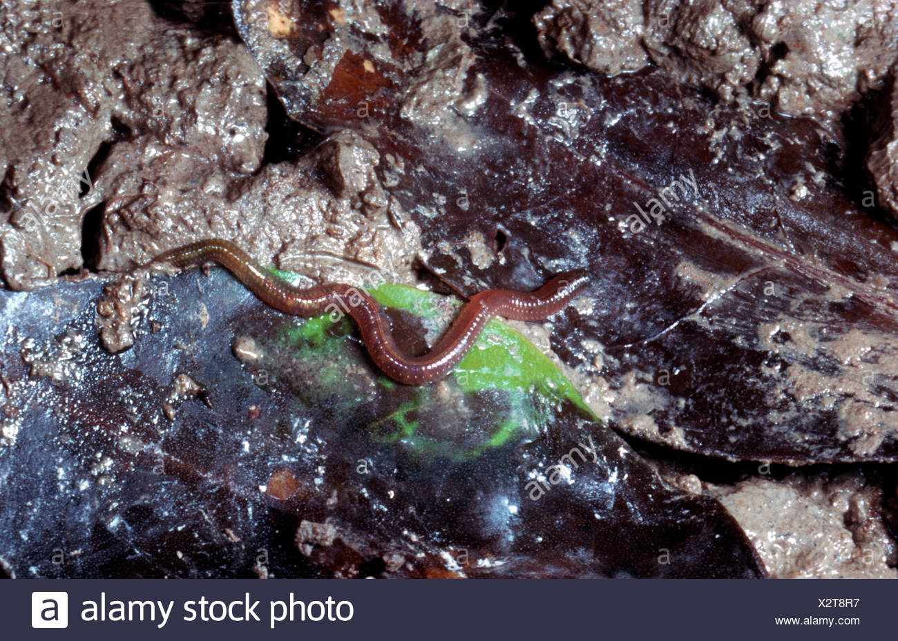 Segmented Worms High Resolution Stock Photography and Images - Alamy