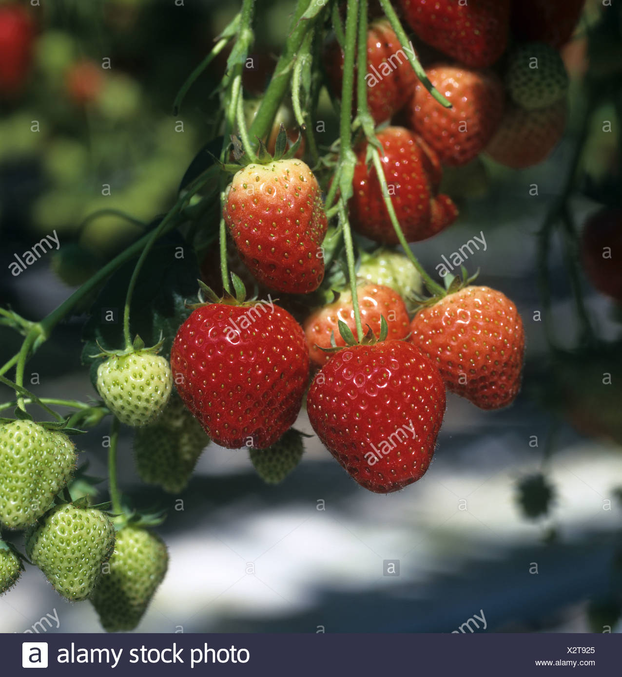 Elsanta High Resolution Stock Photography and Images - Alamy