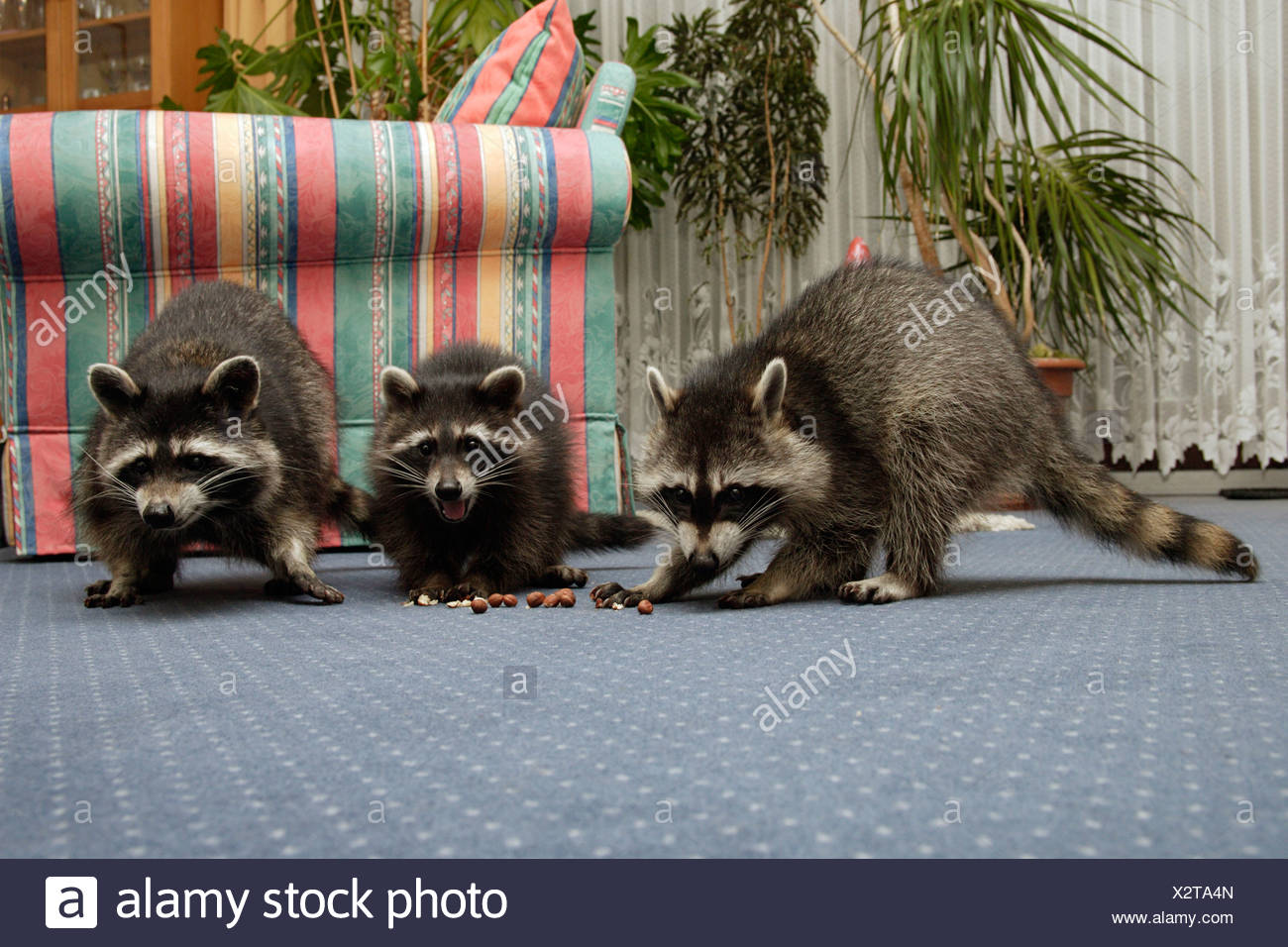 Three Raccoons Stock Photos & Three Raccoons Stock Images - Alamy