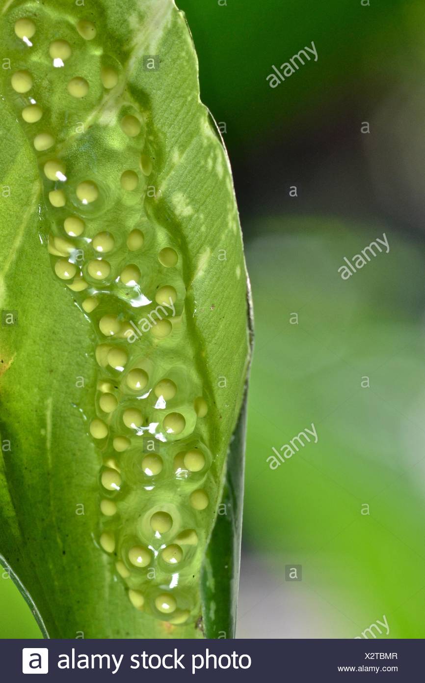 Red Eyed Tree Frog Eggs High Resolution Stock Photography and Images ...
