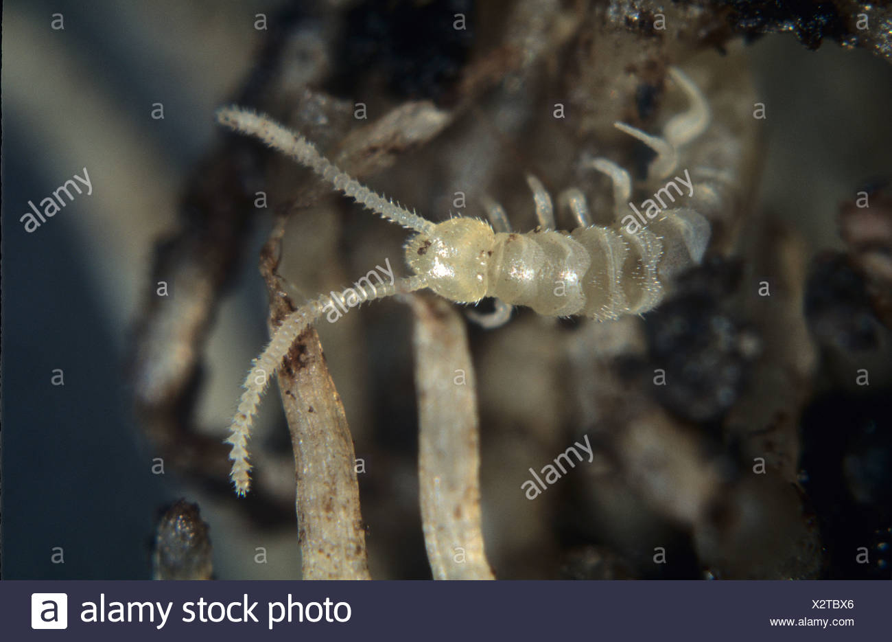 Scutigerella Immaculata Stock Photos & Scutigerella Immaculata Stock ...