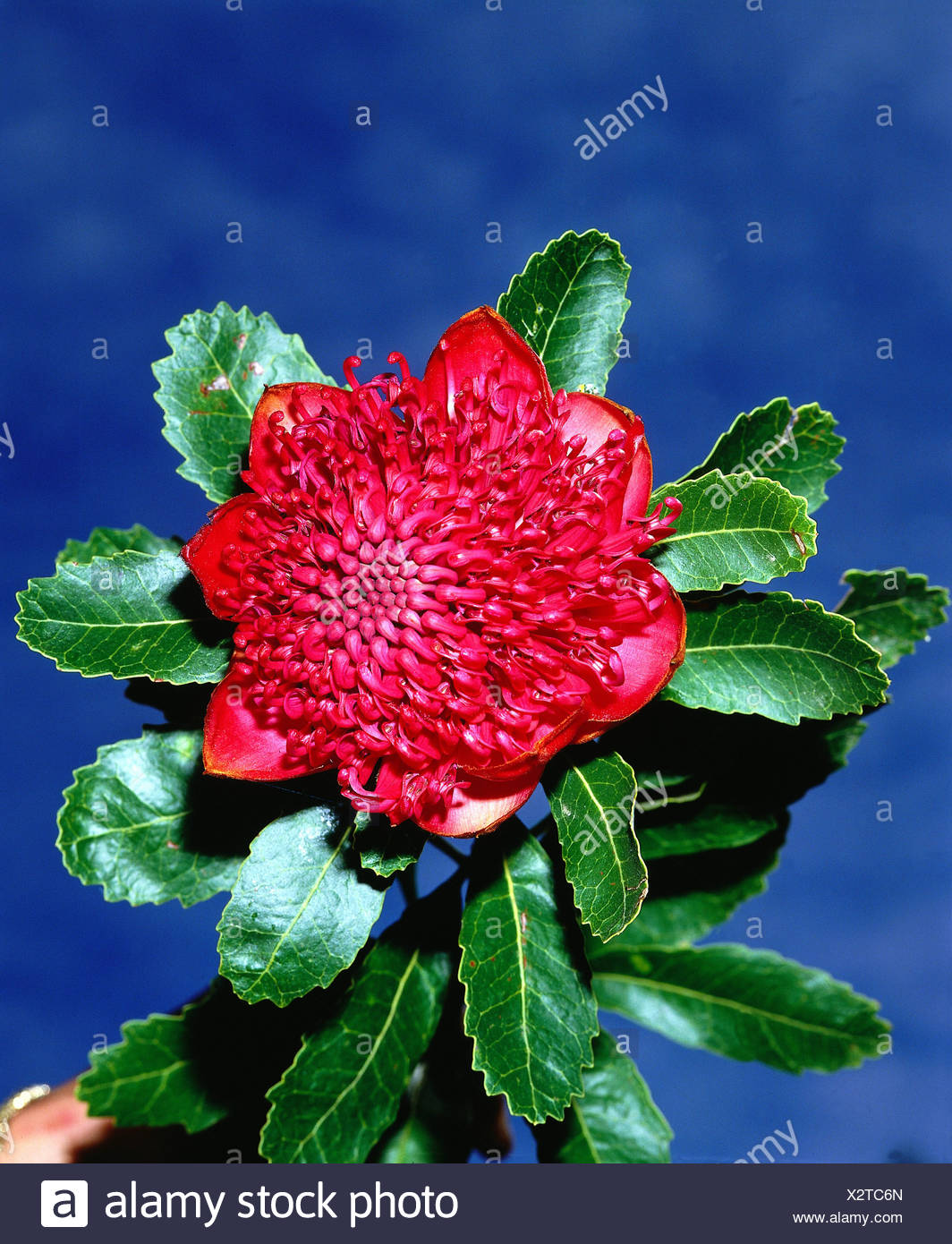 Waratah With Leaves Stock Photos & Waratah With Leaves Stock Images - Alamy