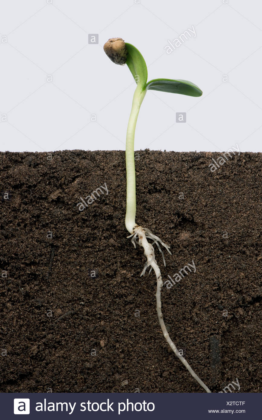 Sunflower Seedling Root High Resolution Stock Photography and Images ...