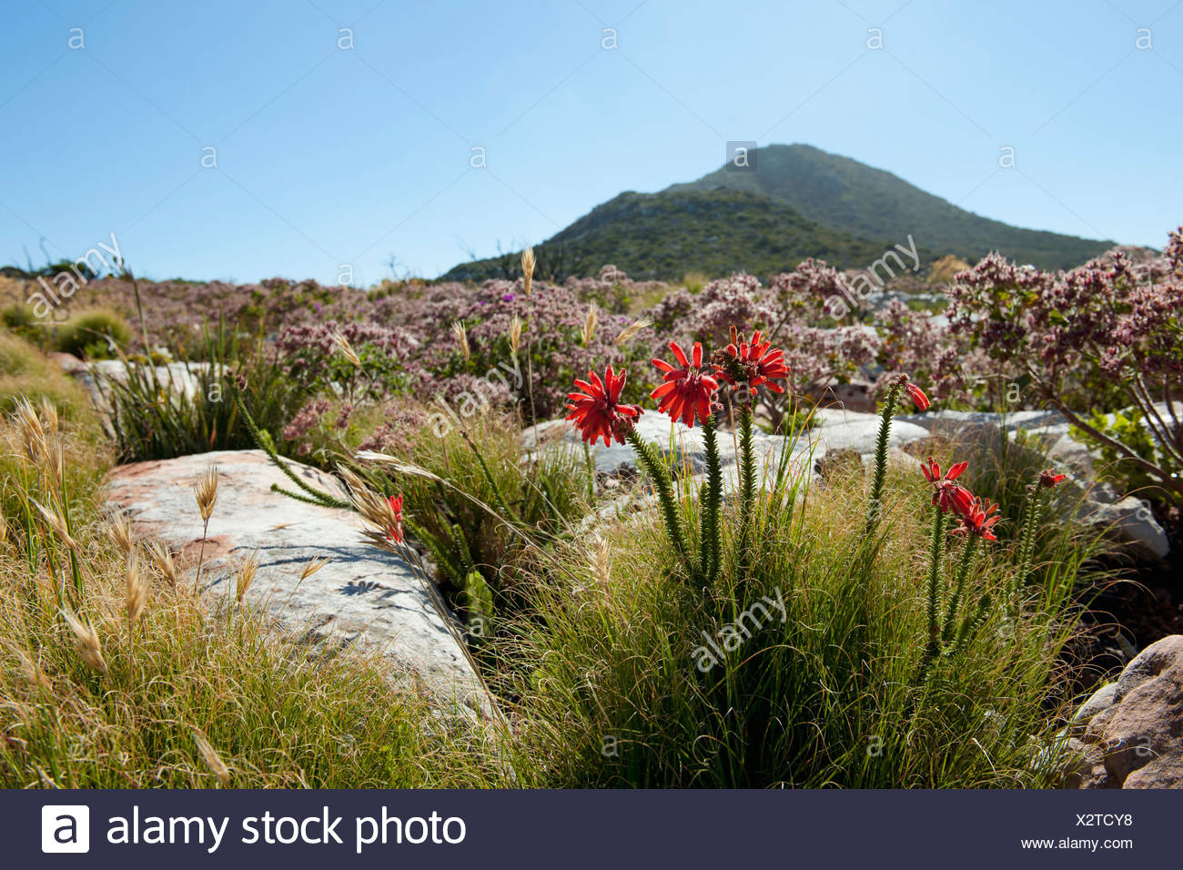 Botanical Fynbos Stock Photos & Botanical Fynbos Stock Images - Alamy