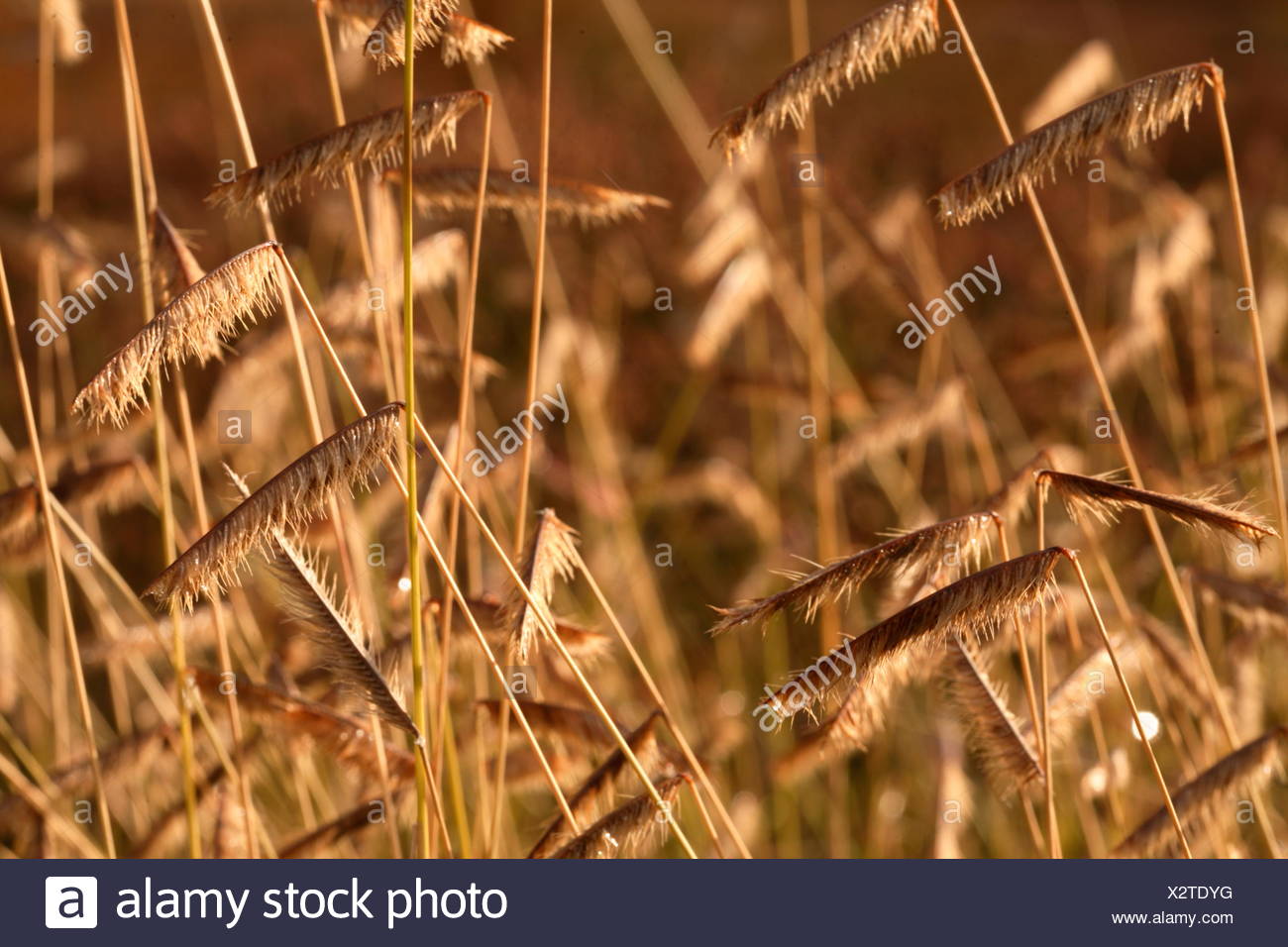Grama Grass High Resolution Stock Photography and Images - Alamy