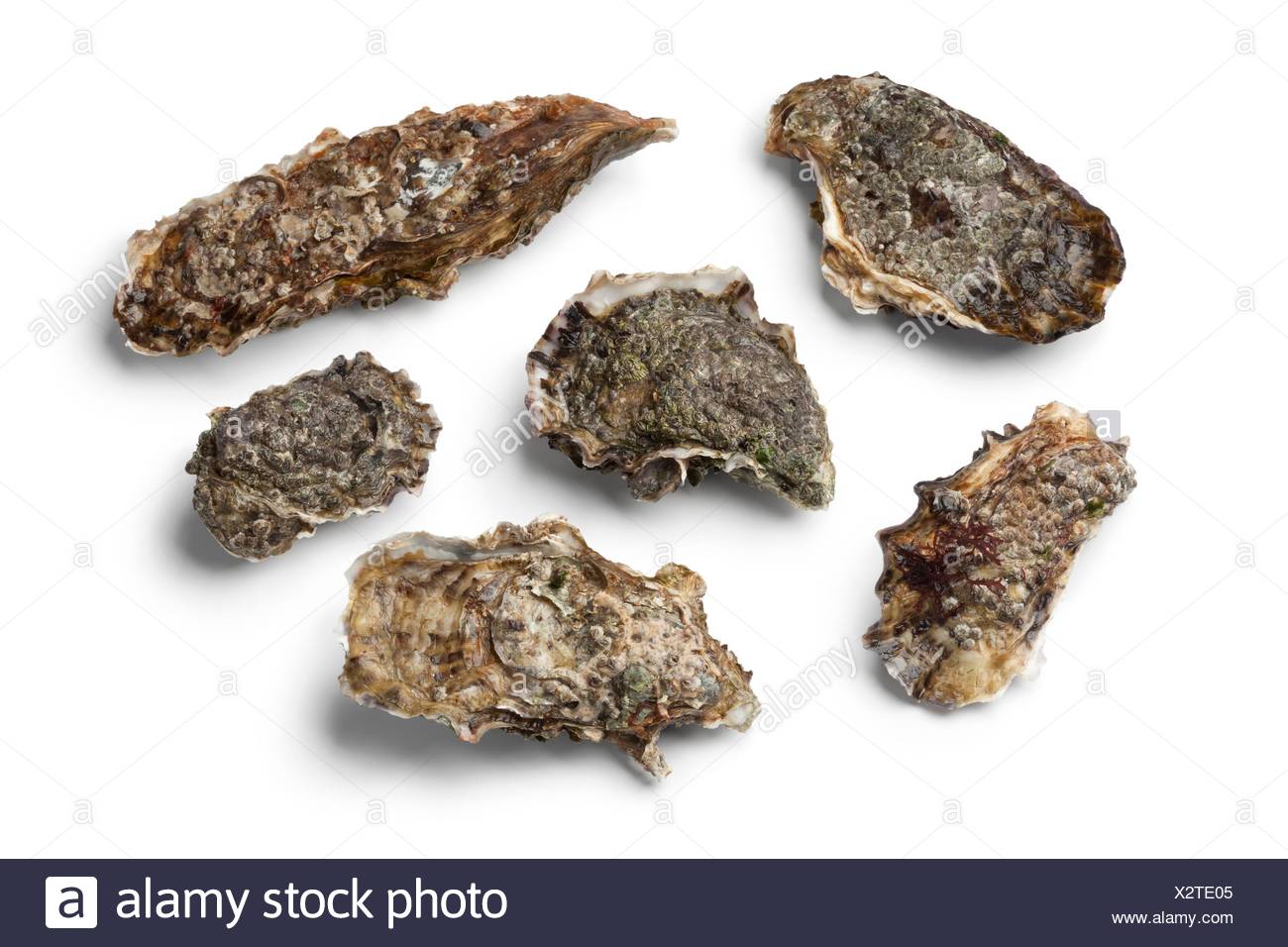Oyster Shape High Resolution Stock Photography and Images - Alamy