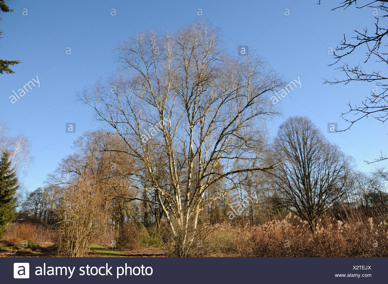 Himalayan Birch Tree Stock Photos & Himalayan Birch Tree Stock Images ...