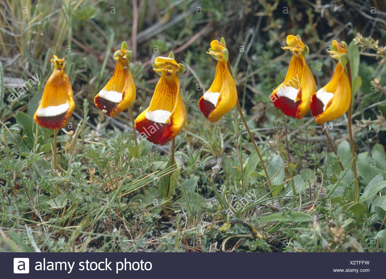 Slipperflower Calceolaria Uniflora Var Darwinii High Resolution Stock ...