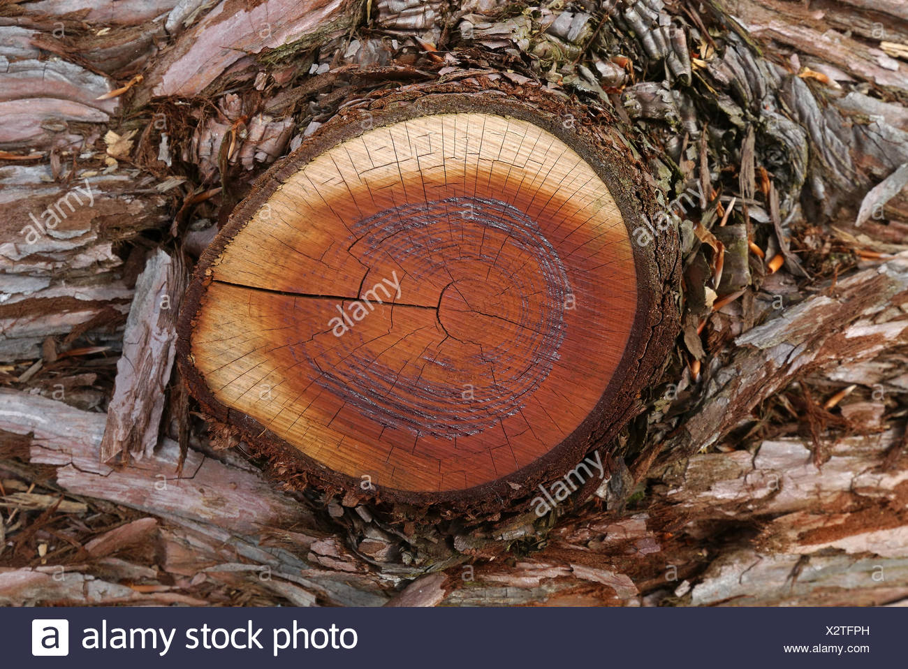 Tree Ring Stock Photos & Tree Ring Stock Images - Alamy