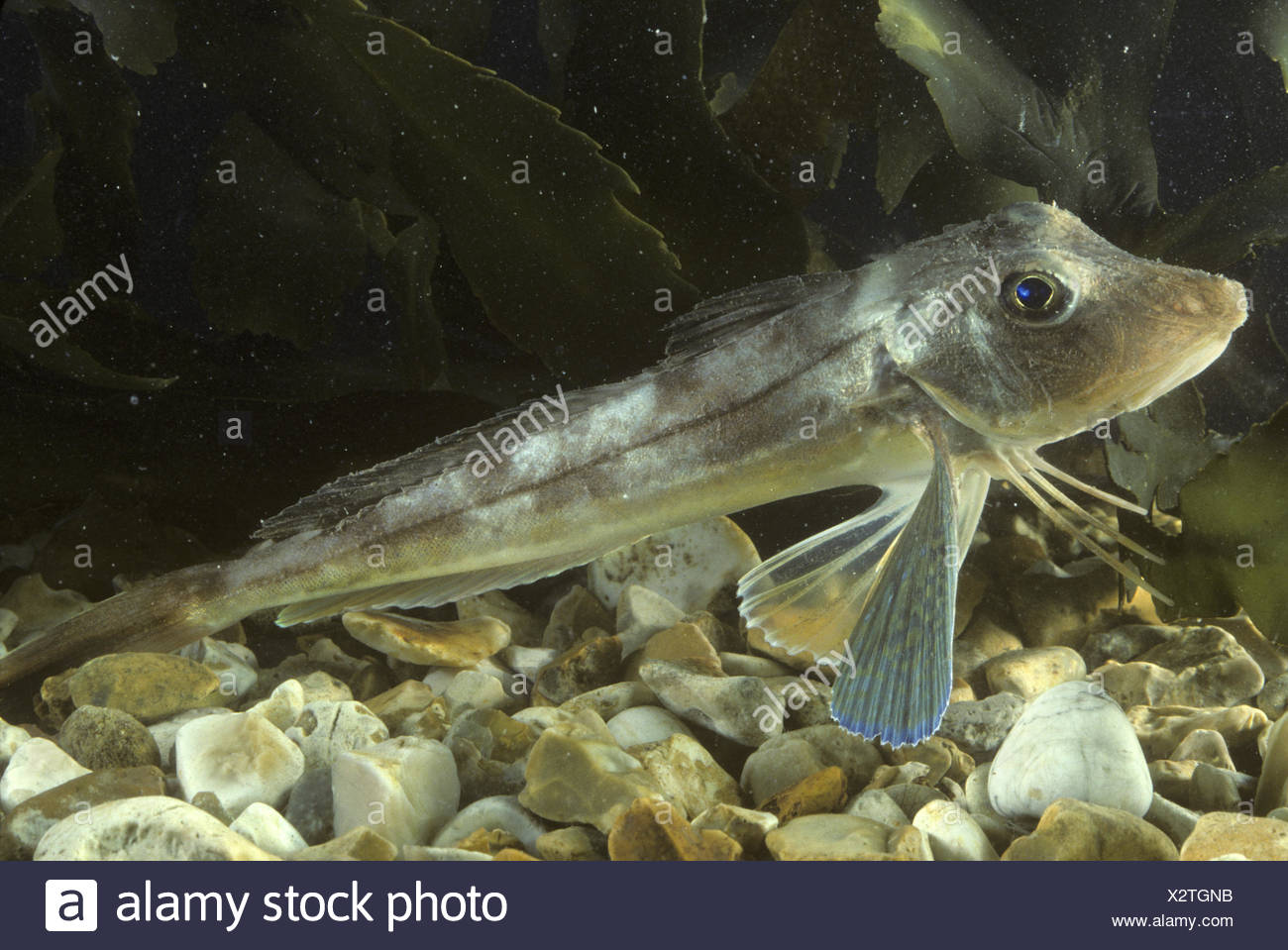 Grey Gurnard High Resolution Stock Photography and Images - Alamy