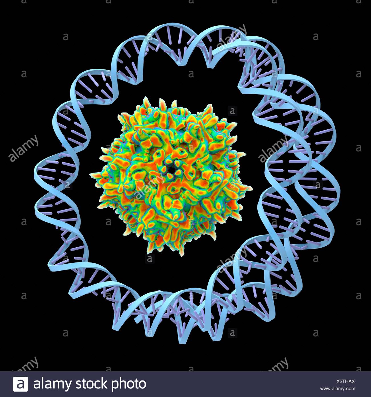 Adenovirus Virus Stock Photos & Adenovirus Virus Stock Images - Alamy
