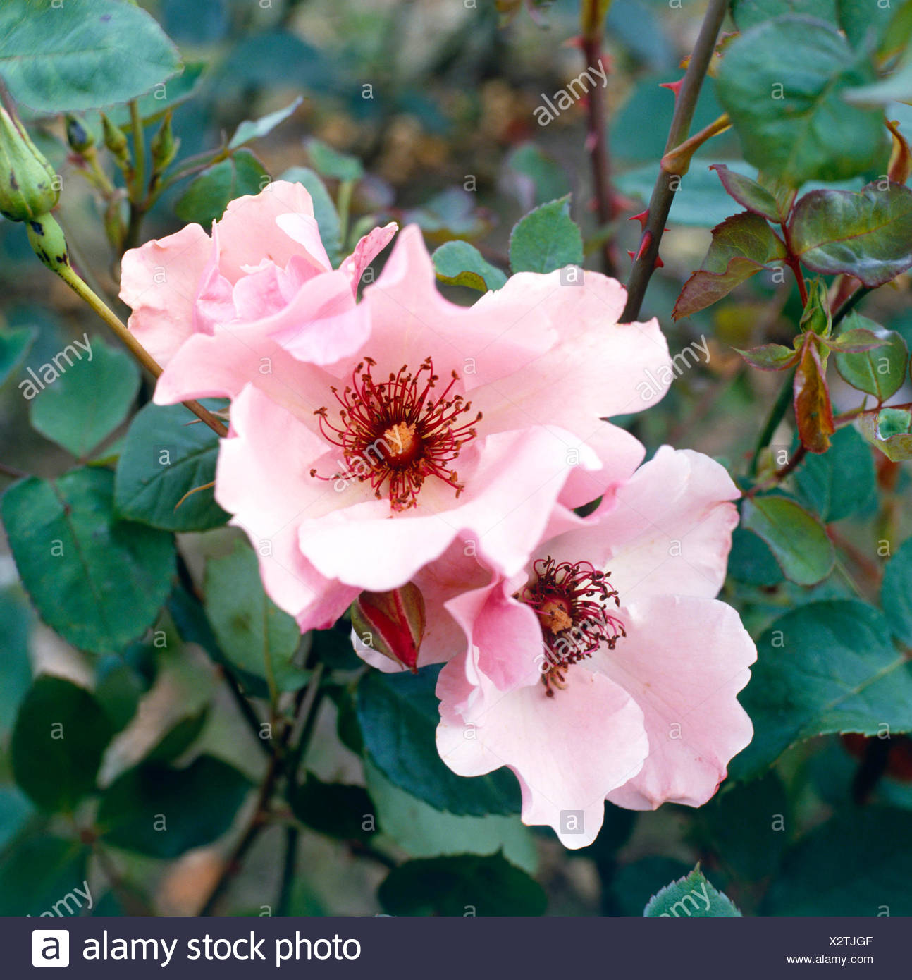 Dainty Bess Rose High Resolution Stock Photography and Images - Alamy