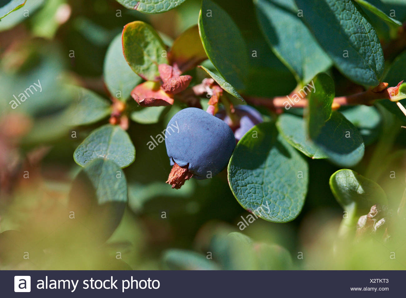 Alpine Blueberry High Resolution Stock Photography and Images - Alamy