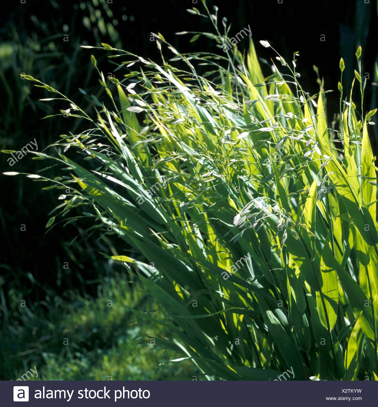 Northern Sea Oats Chasmanthium Latifolium High Resolution Stock ...