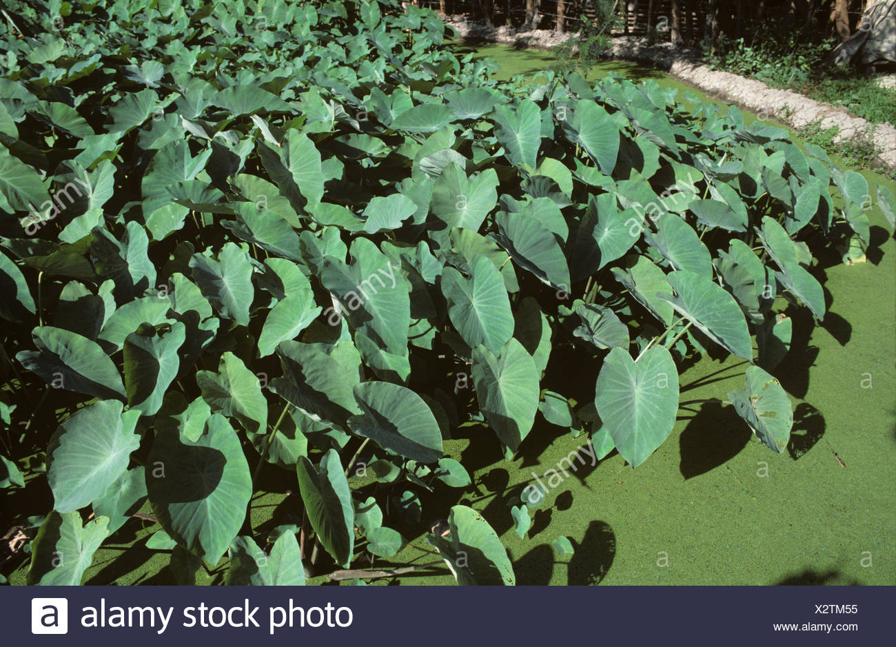 Cocoyam Stock Photos & Cocoyam Stock Images - Alamy
