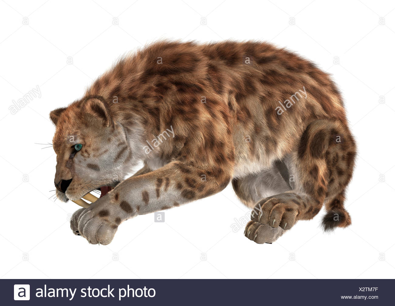 Ancient Wild Cat High Resolution Stock Photography and Images - Alamy