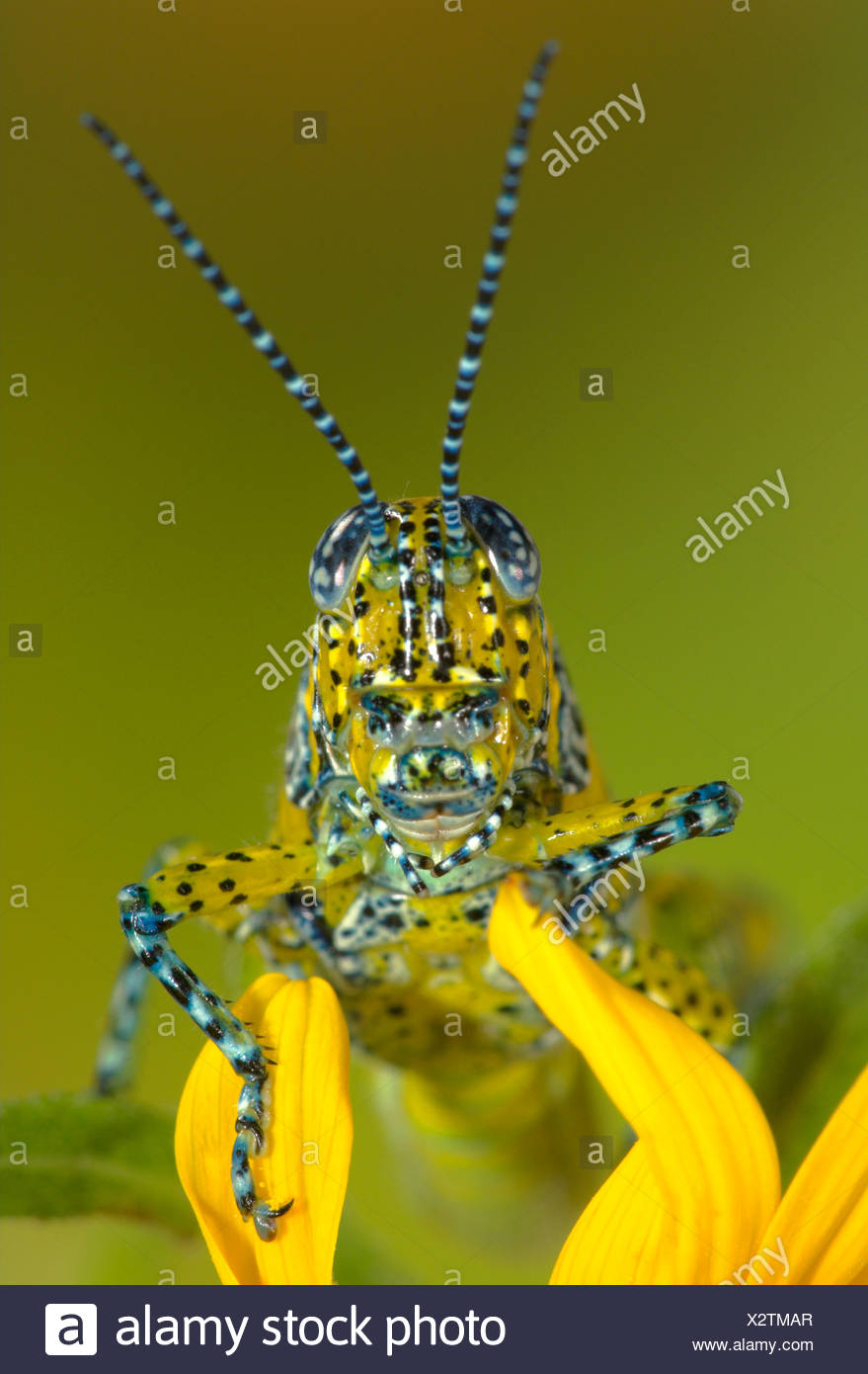 Arizona Insects High Resolution Stock Photography and Images - Alamy