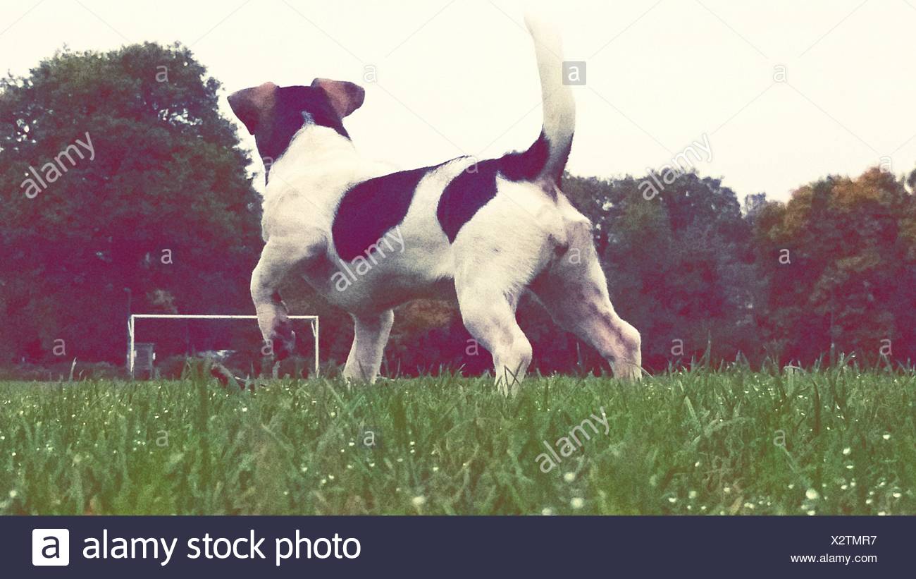 Dog Rear View Running Stock Photos & Dog Rear View Running Stock Images ...
