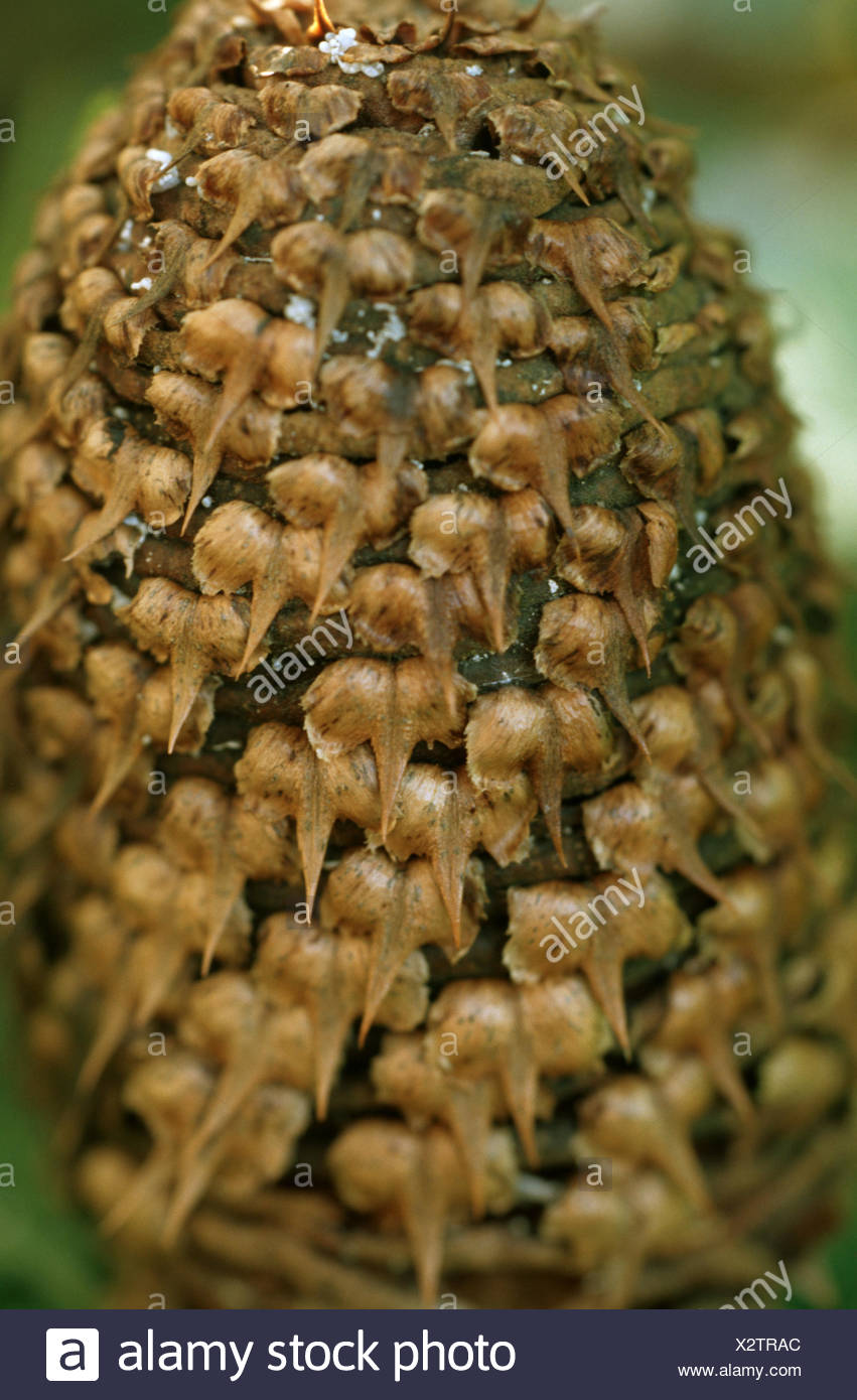 Nobilis Fir High Resolution Stock Photography and Images - Alamy