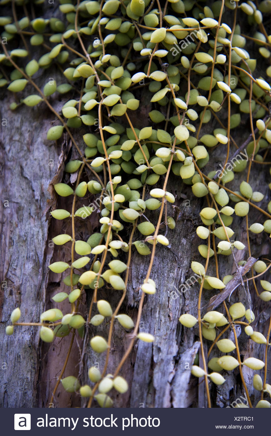 Epiphyte Plant Stock Photos & Epiphyte Plant Stock Images - Alamy