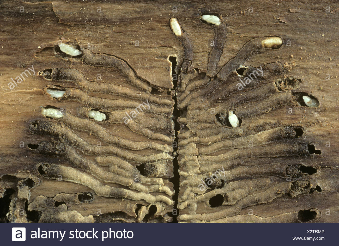 Insect Pupae High Resolution Stock Photography and Images - Alamy