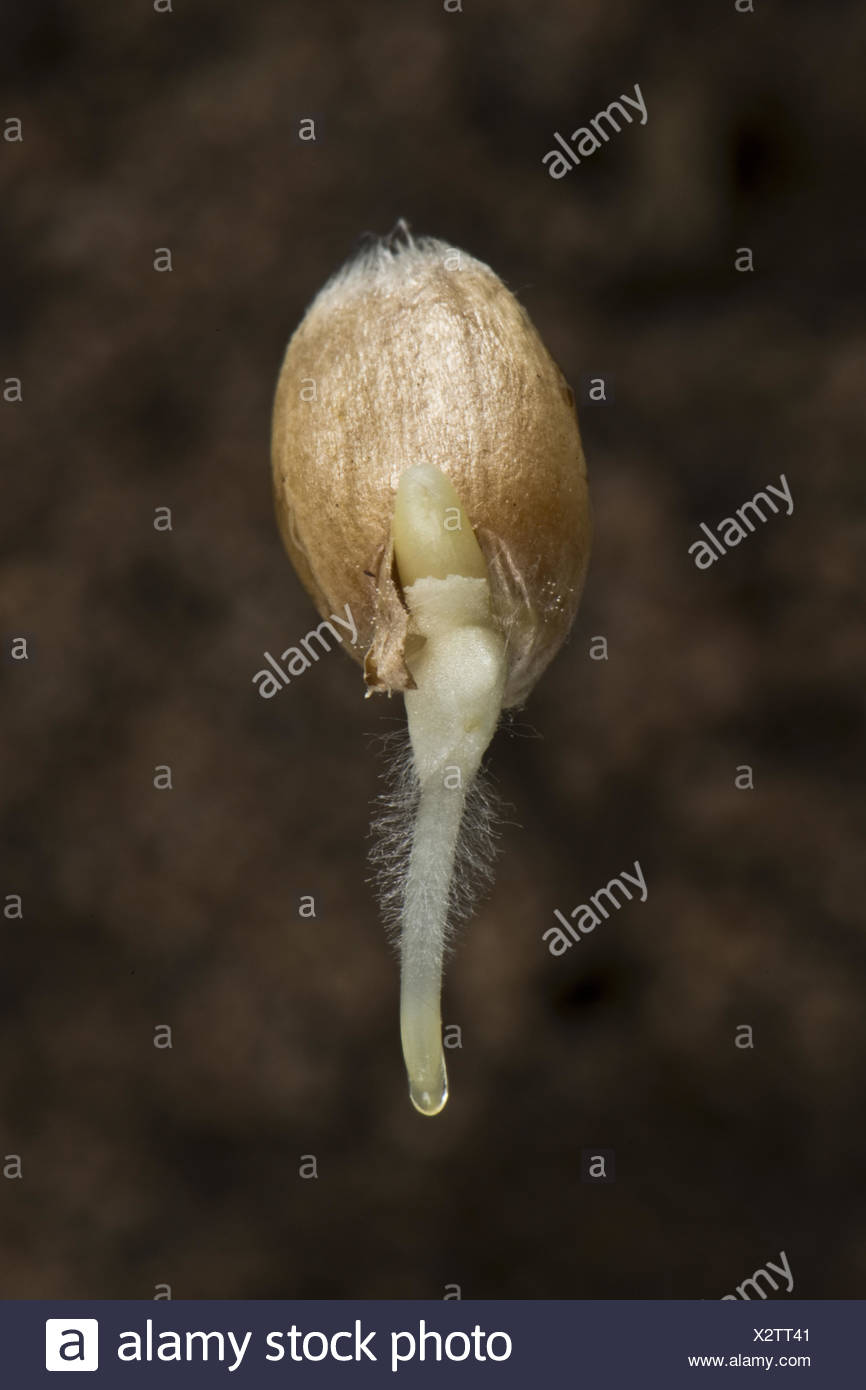 Germinating Wheat Seed Root Radicle High Resolution Stock Photography ...