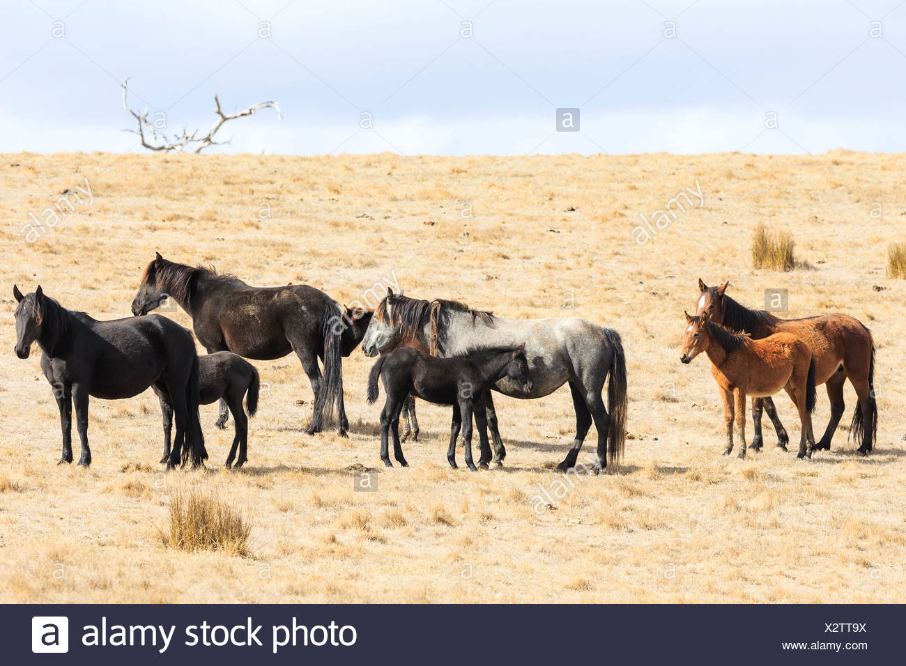 Brumbies Australia Stock Photos & Brumbies Australia Stock Images - Alamy