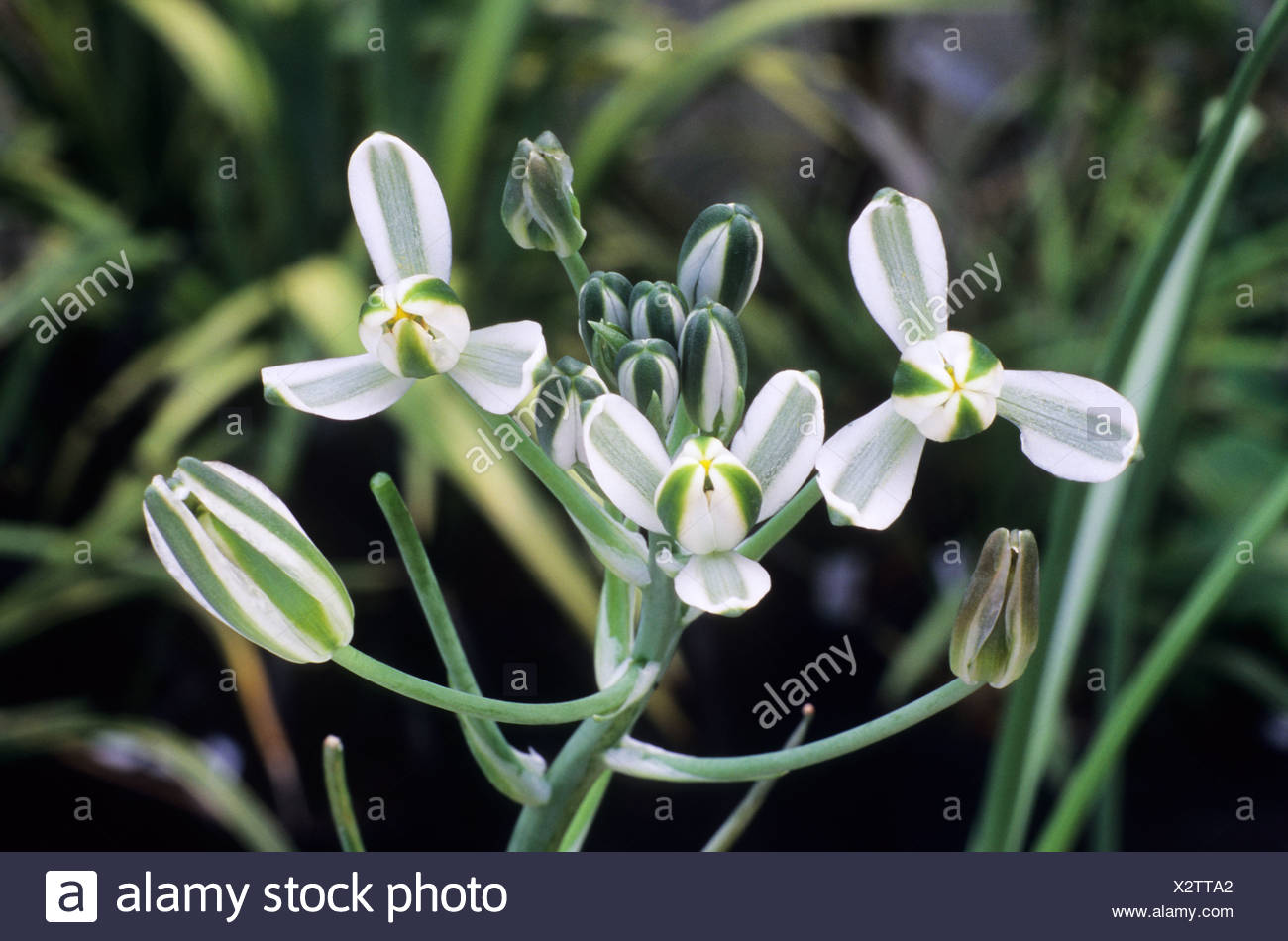 Albuca High Resolution Stock Photography and Images - Alamy