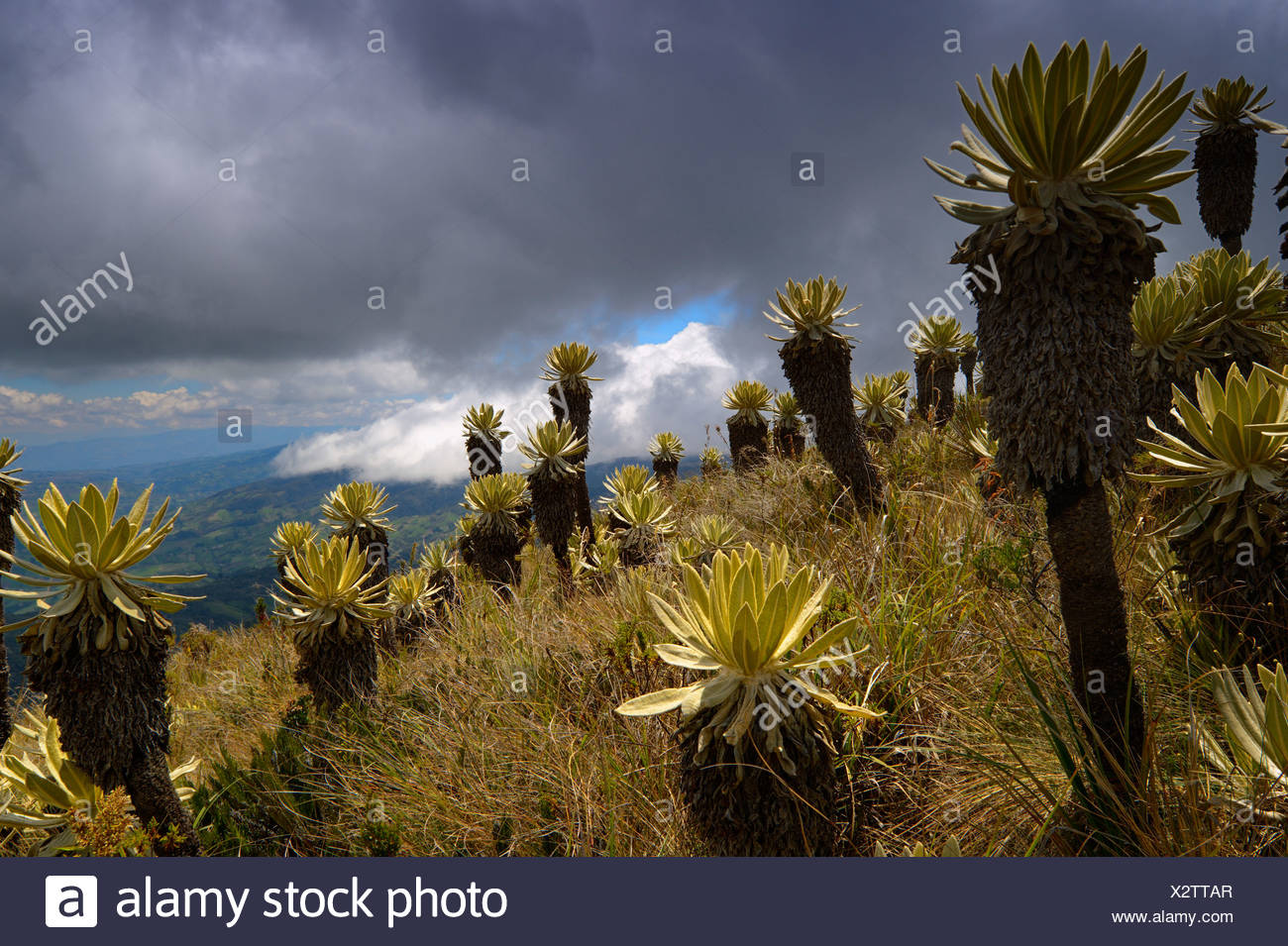Frailejon Paramo High Resolution Stock Photography and Images - Alamy