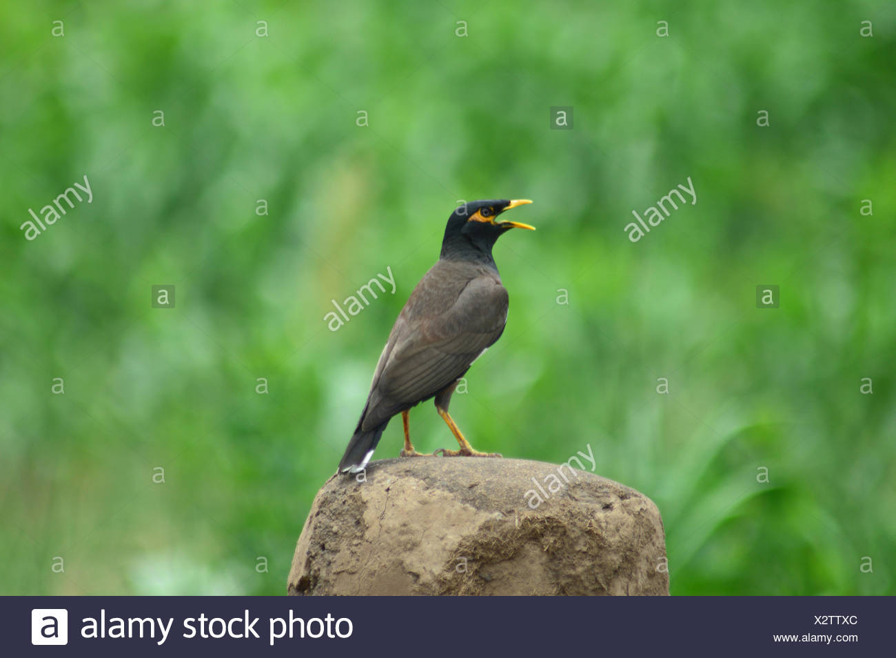 Myna Common High Resolution Stock Photography and Images - Alamy