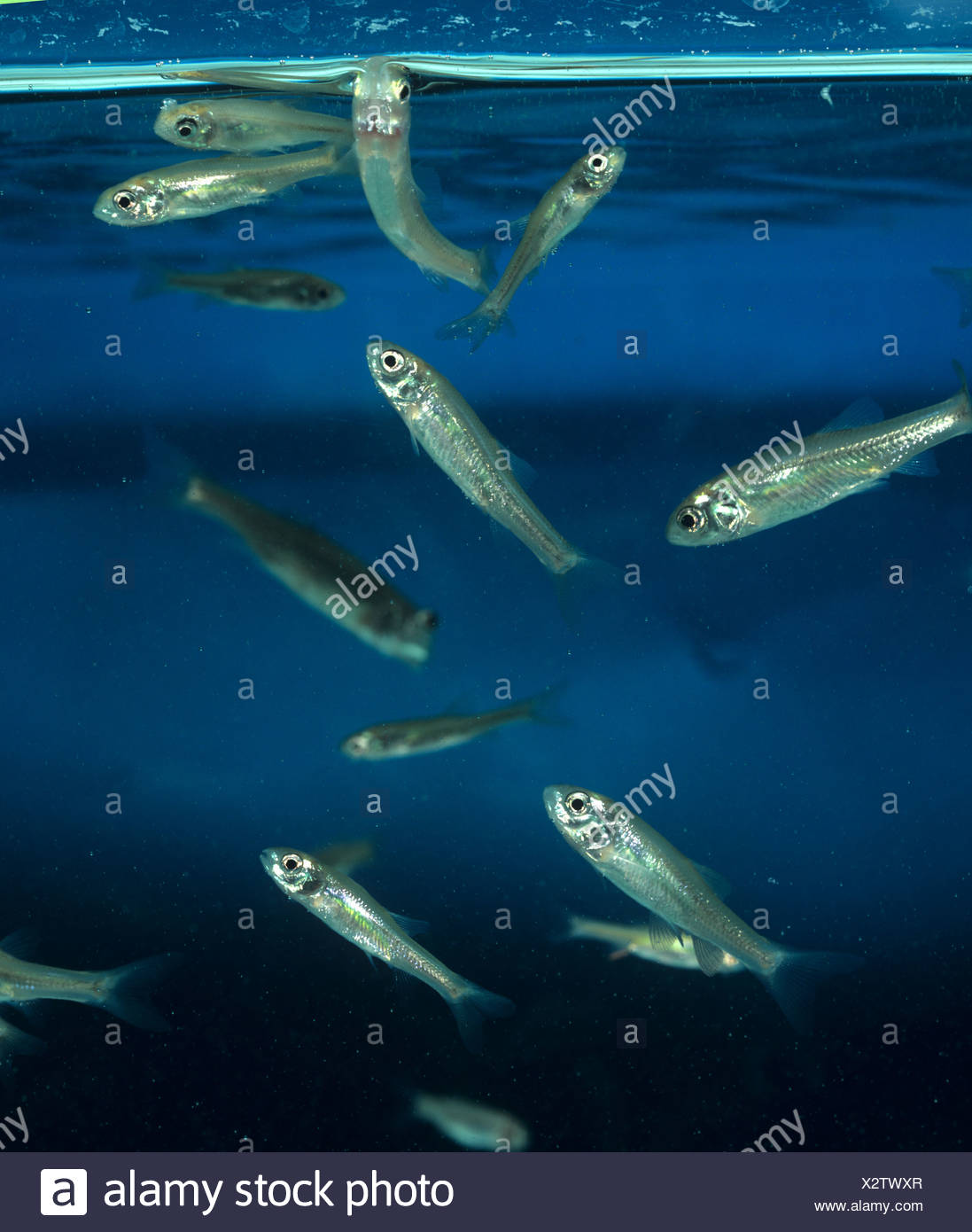 Fathead Minnow High Resolution Stock Photography and Images - Alamy