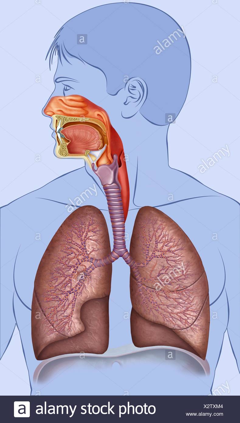 Human Respiratory System Stock Photos & Human Respiratory System Stock ...