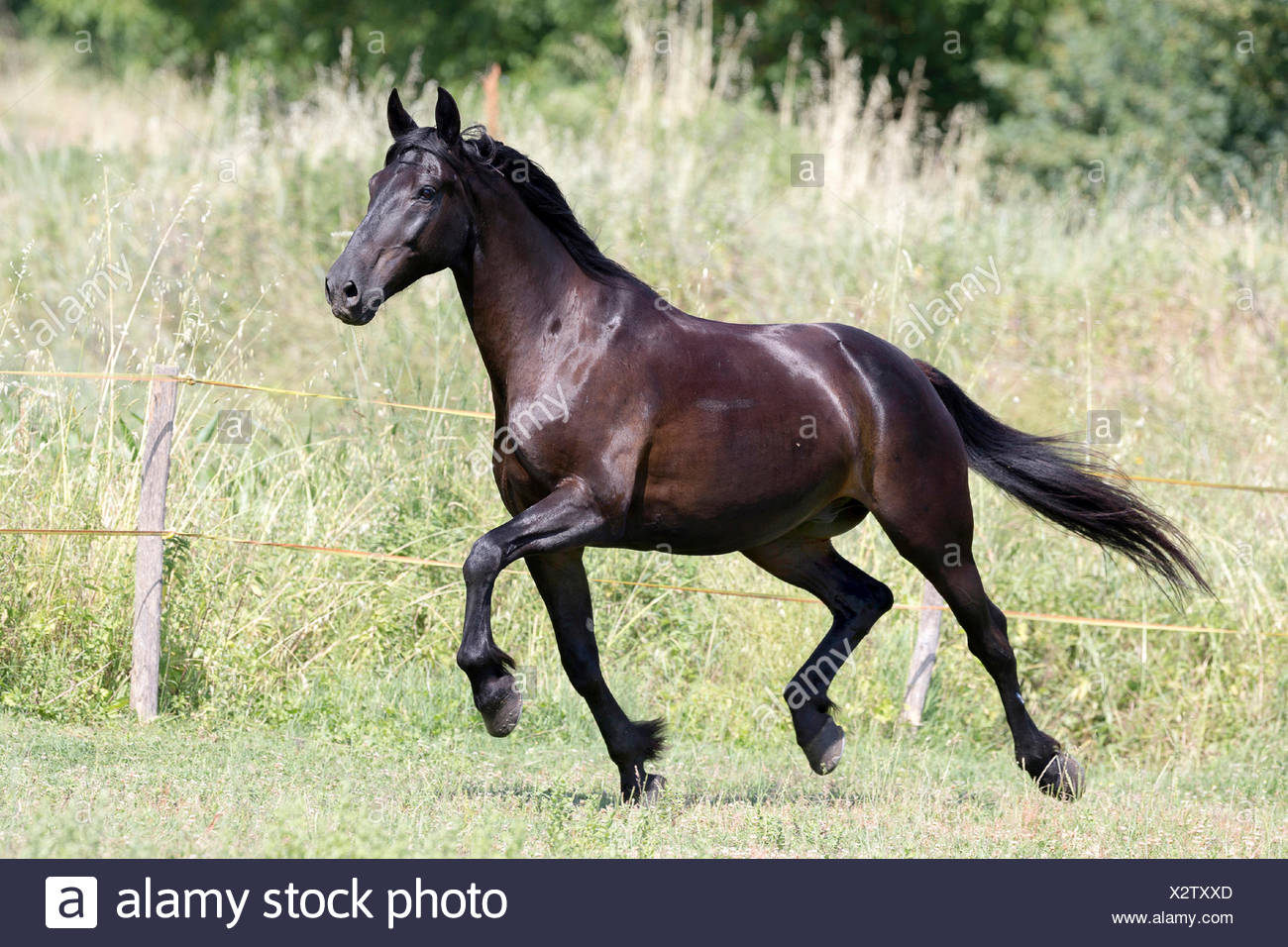 Maremmano High Resolution Stock Photography and Images - Alamy