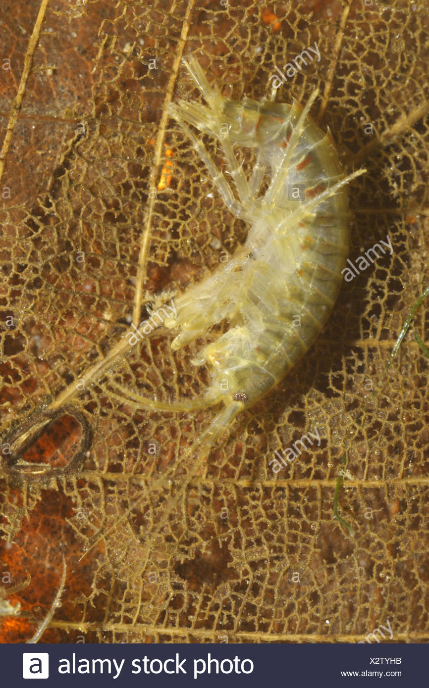 Gammarus Roeseli High Resolution Stock Photography and Images - Alamy