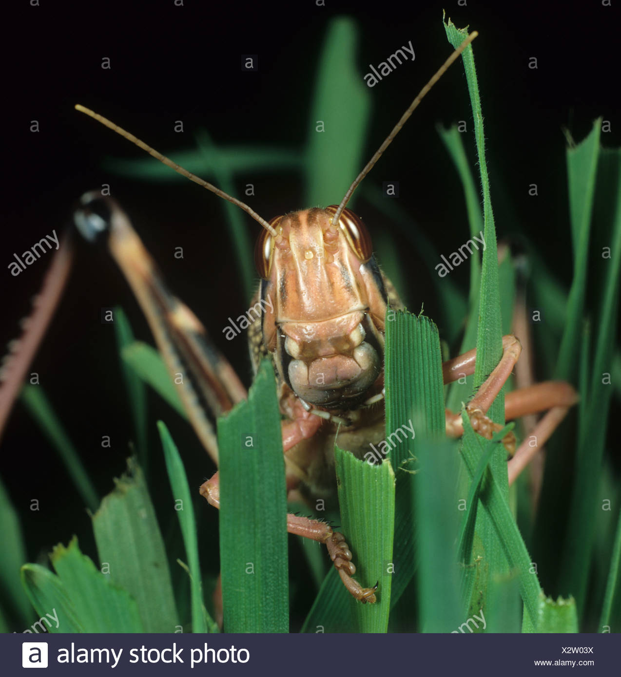 Locust Swarms High Resolution Stock Photography and Images - Alamy