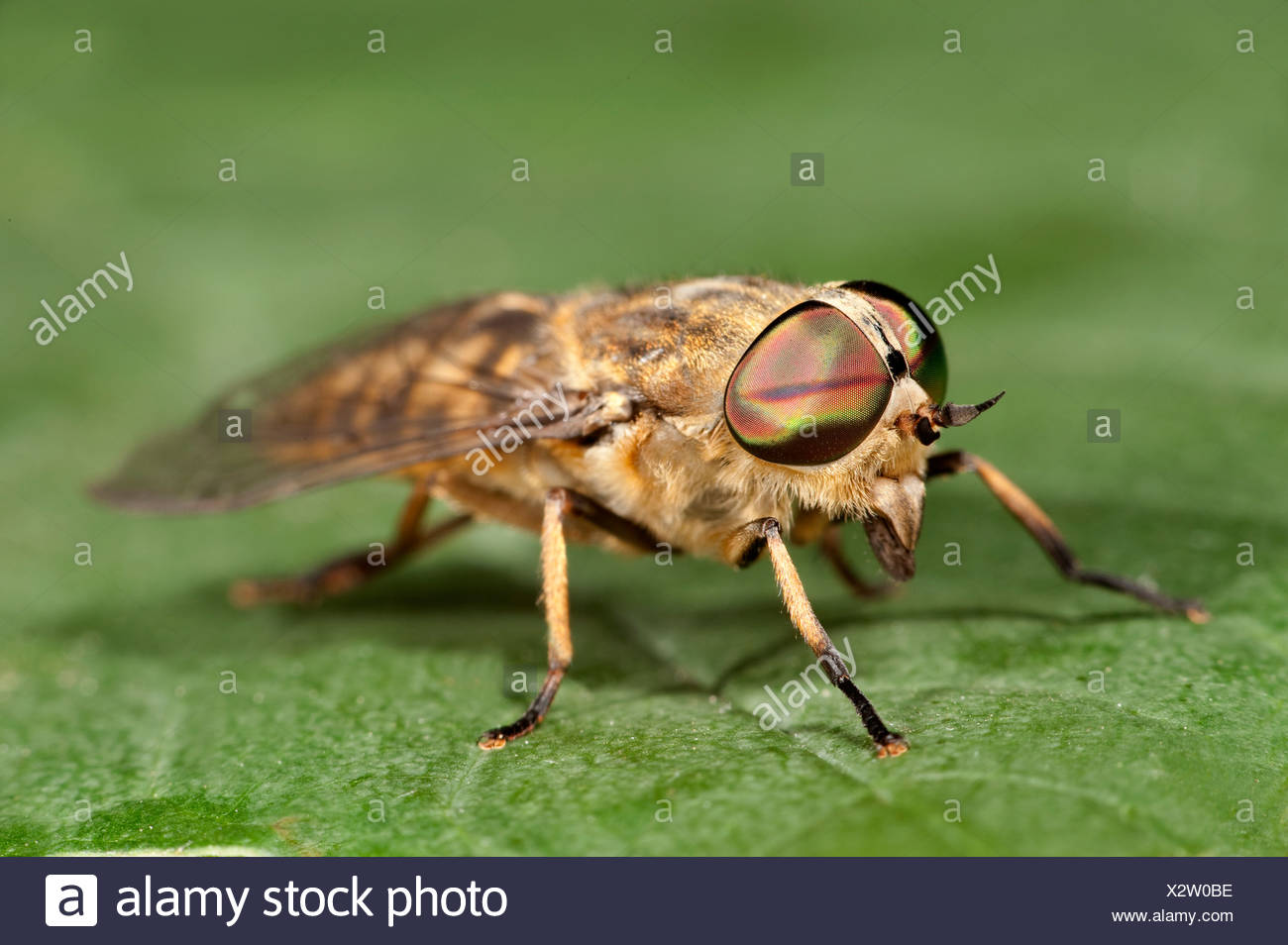 Fly Compound Eye High Resolution Stock Photography and Images - Alamy